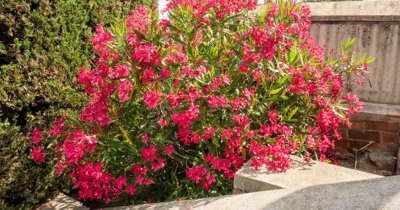 Jak dbać o oleandry - Inspiracje i porady