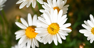 Stokrotka – uprawa, pielęgnacja, zastosowanie - Encyklopedia roślin