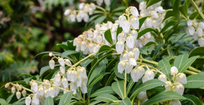 Pieris japoński – uprawa, pielęgnacja, zastosowanie | Encyklopedia roślin