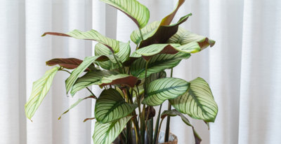 Kalatea – uprawa, pielęgnacja, zastosowanie - Encyklopedia roślin