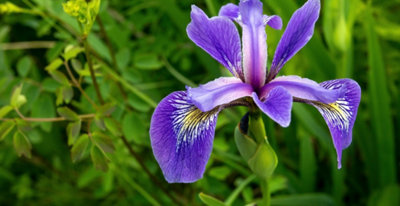 Irys – uprawa, pielęgnacja, zastosowanie - Encyklopedia roślin