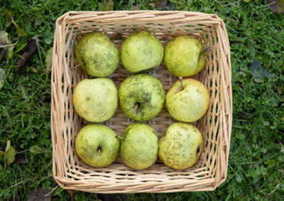 Brudna plamistość jabłek – objawy, zapobieganie, zwalczanie - Choroby ...