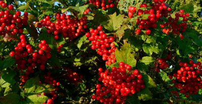 Kalina koralowa – uprawa, pielęgnacja, zastosowanie | Encyklopedia roślin