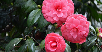 Kamelia – uprawa, pielęgnacja, zastosowanie - Encyklopedia roślin