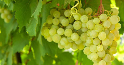 Podstawy uprawy winorośli - Inspiracje i porady