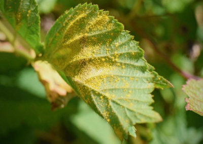 Rdza jeżyny – objawy, zapobieganie, zwalczanie - Choroby roślin