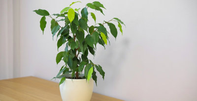 Fikus – uprawa, pielęgnacja, zastosowanie - Encyklopedia roślin