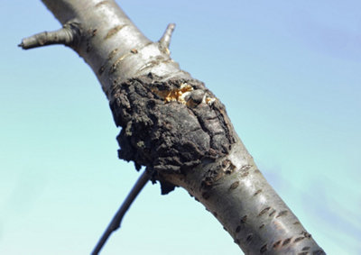 Rak kory drzew owocowych – objawy, zapobieganie, zwalczanie - Choroby roślin