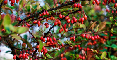 Berberys – uprawa, pielęgnacja, zastosowanie | Encyklopedia roślin