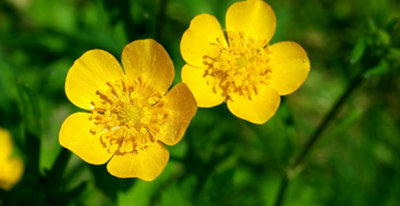 Jaskry – uprawa, pielęgnacja, zastosowanie - Encyklopedia roślin