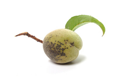 Parch brzoskwini – objawy, zapobieganie, zwalczanie - Choroby roślin