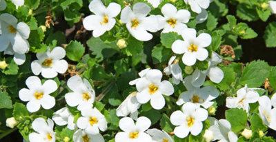 Bakopa – uprawa, pielęgnacja, zastosowanie - Encyklopedia roślin