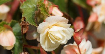 Begonia bulwiasta – uprawa, pielęgnacja, zastosowanie | Encyklopedia roślin