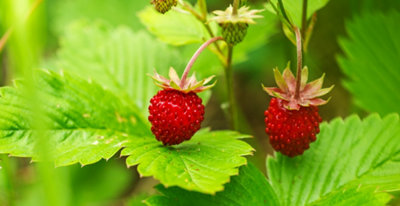 Poziomka – uprawa, pielęgnacja, zastosowanie - Encyklopedia roślin