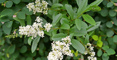 Ligustr pospolity – uprawa, pielęgnacja, zastosowanie | Encyklopedia roślin