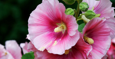 Malwa – uprawa, pielęgnacja, zastosowanie - Encyklopedia roślin