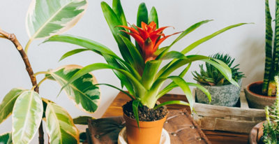 Guzmania – uprawa, pielęgnacja, zastosowanie - Encyklopedia roślin