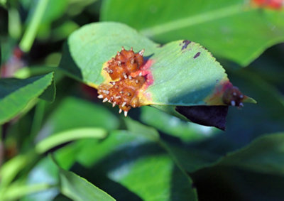 Rdza gruszy – objawy, zapobieganie, zwalczanie - Choroby roślin