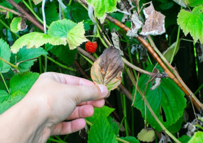 Fuzarioza maliny – objawy, zapobieganie, zwalczanie - Choroby roślin