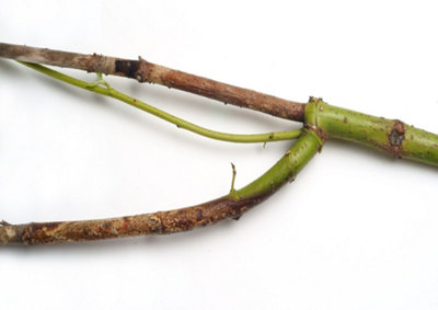 Zgorzel pędów borówki wysokiej – objawy, zapobieganie, zwalczanie ...