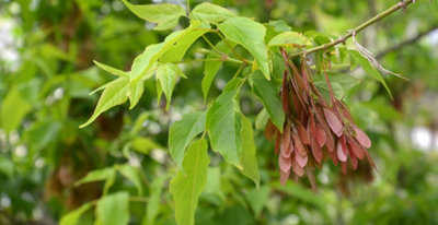 Klon jesionolistny – uprawa, pielęgnacja, zastosowanie | Encyklopedia ...