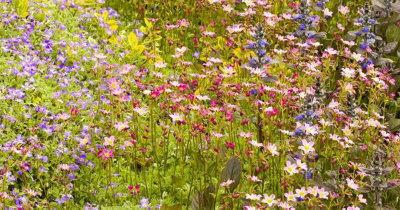 Gleba wapienna – co na niej urośnie - Inspiracje i porady