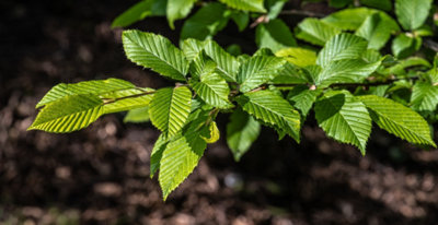 Grab pospolity – uprawa, pielęgnacja, zastosowanie | Encyklopedia roślin