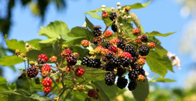 Jeżyna – uprawa, pielęgnacja, zastosowanie | Encyklopedia roślin