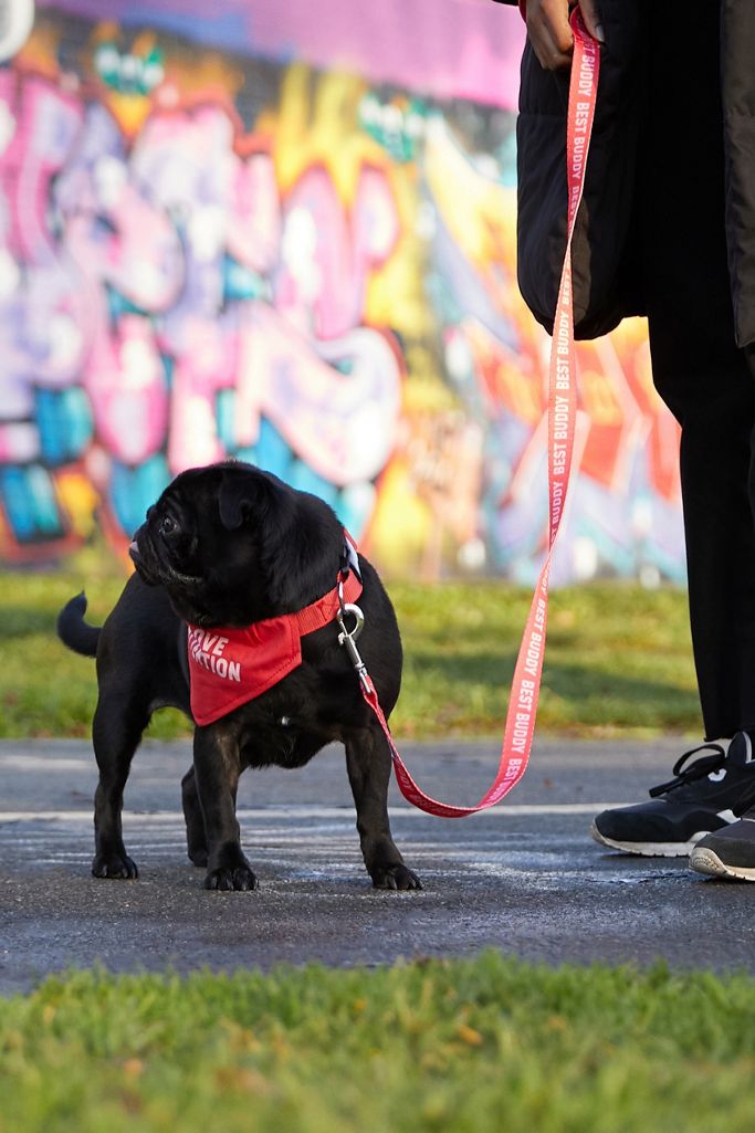 Wild & Woofy Best Buddy Dog Lead | Urban Outfitters UK