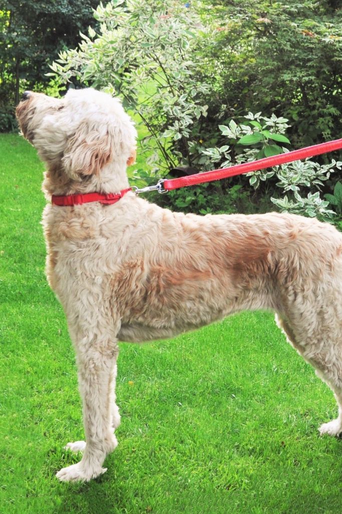 Star Wars Lightsaber Dog Lead | Urban Outfitters UK