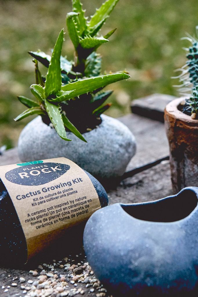 Plants Rock! Cactus Growing Kit | Urban Outfitters UK