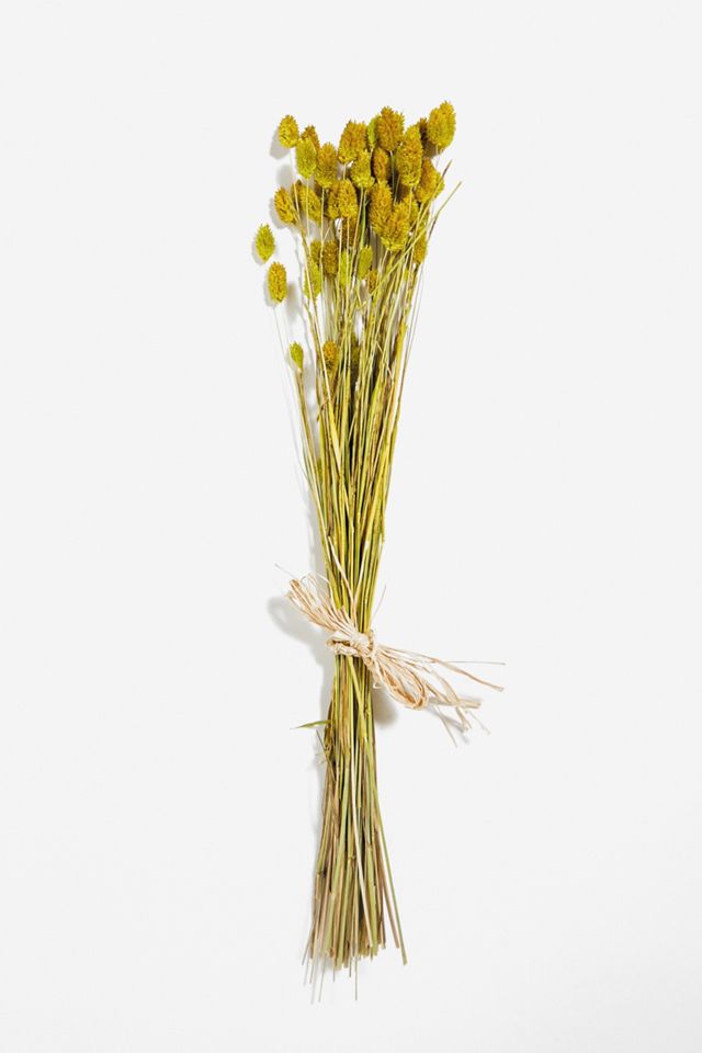 Yellow Ochre Phalaris Dried Flower Bunch | Urban Outfitters UK