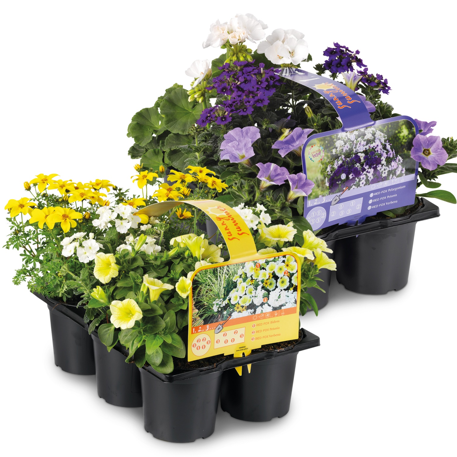 Balkonblumen „Sunny Summer“ | HOFER