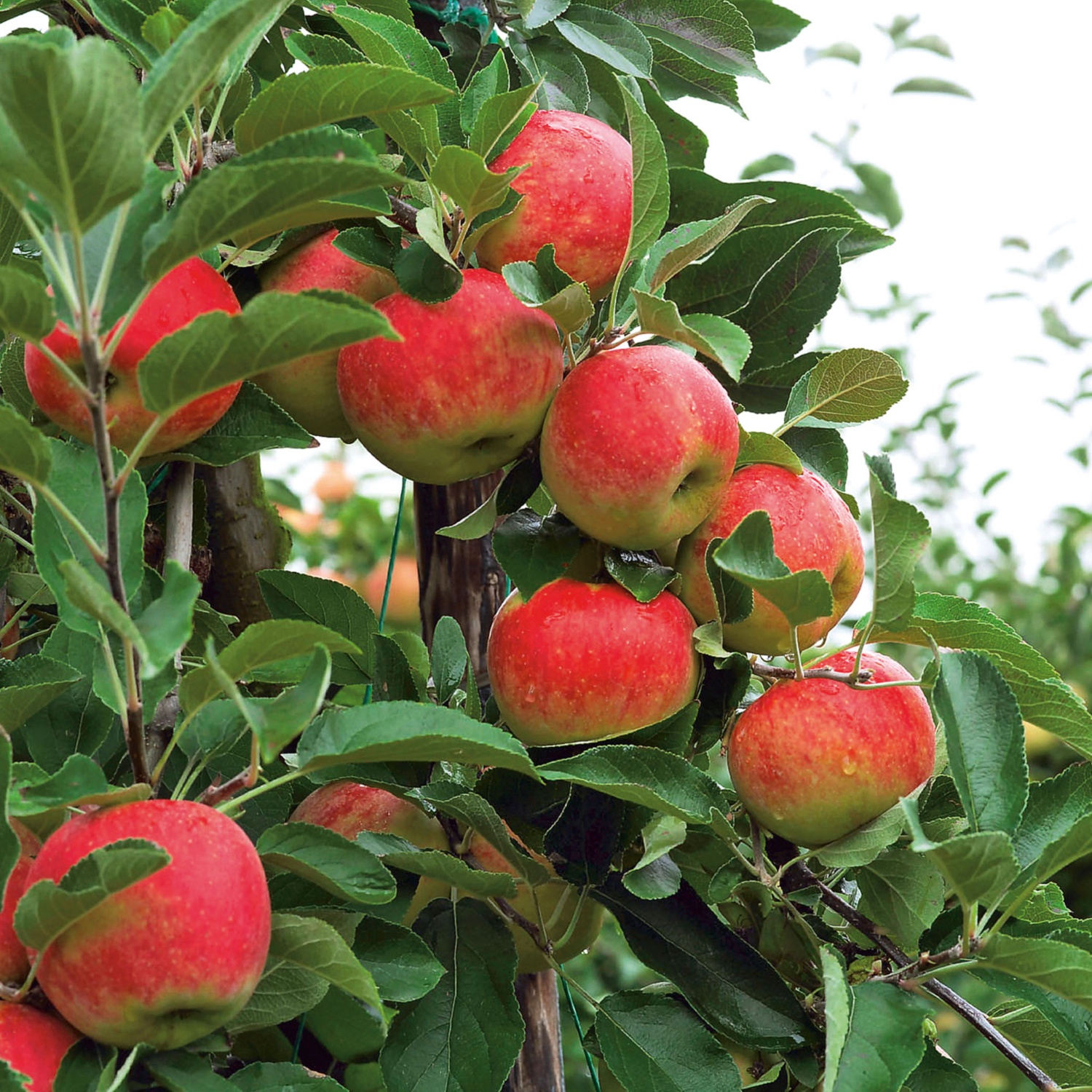 Obstbaum, Apfel Idared | HOFER
