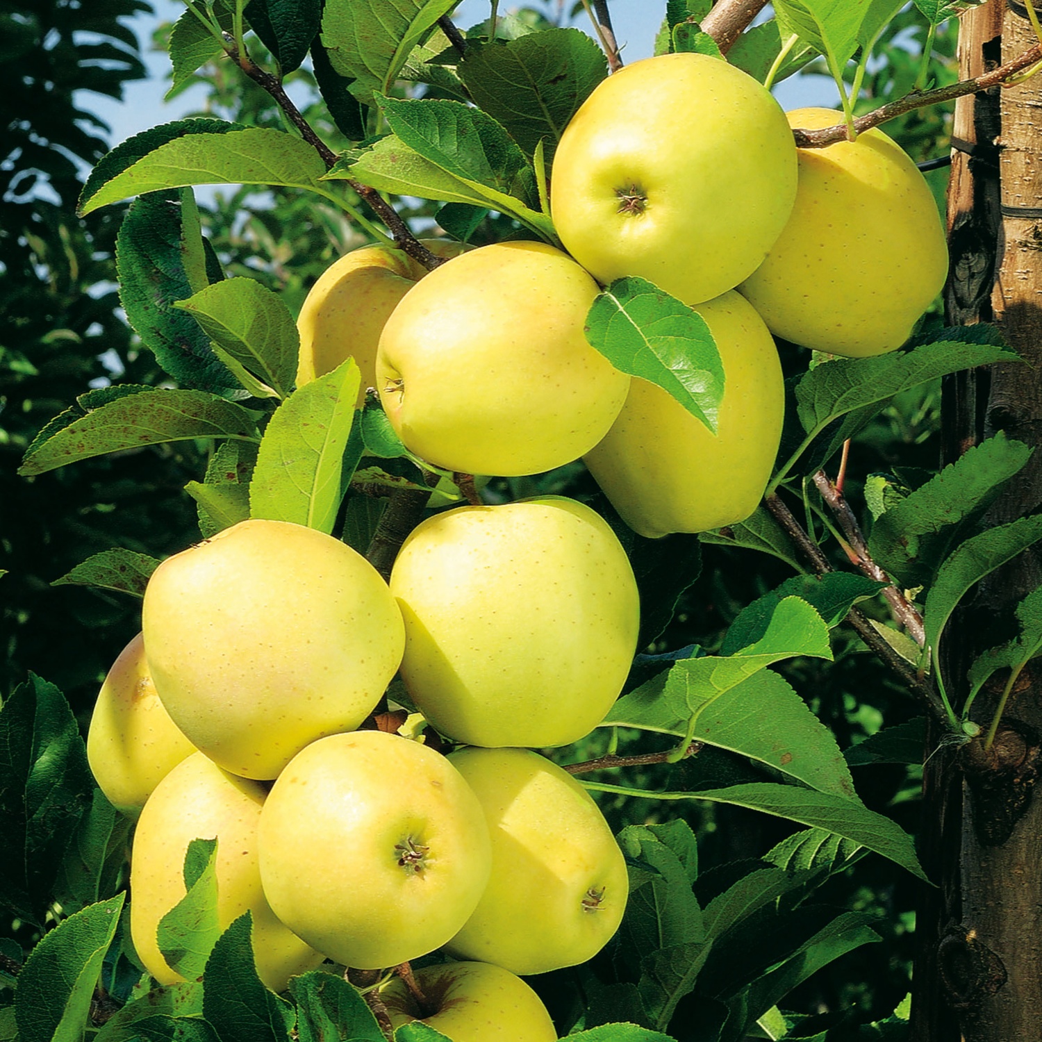 Obstbaum, Apfel Jonagold | HOFER
