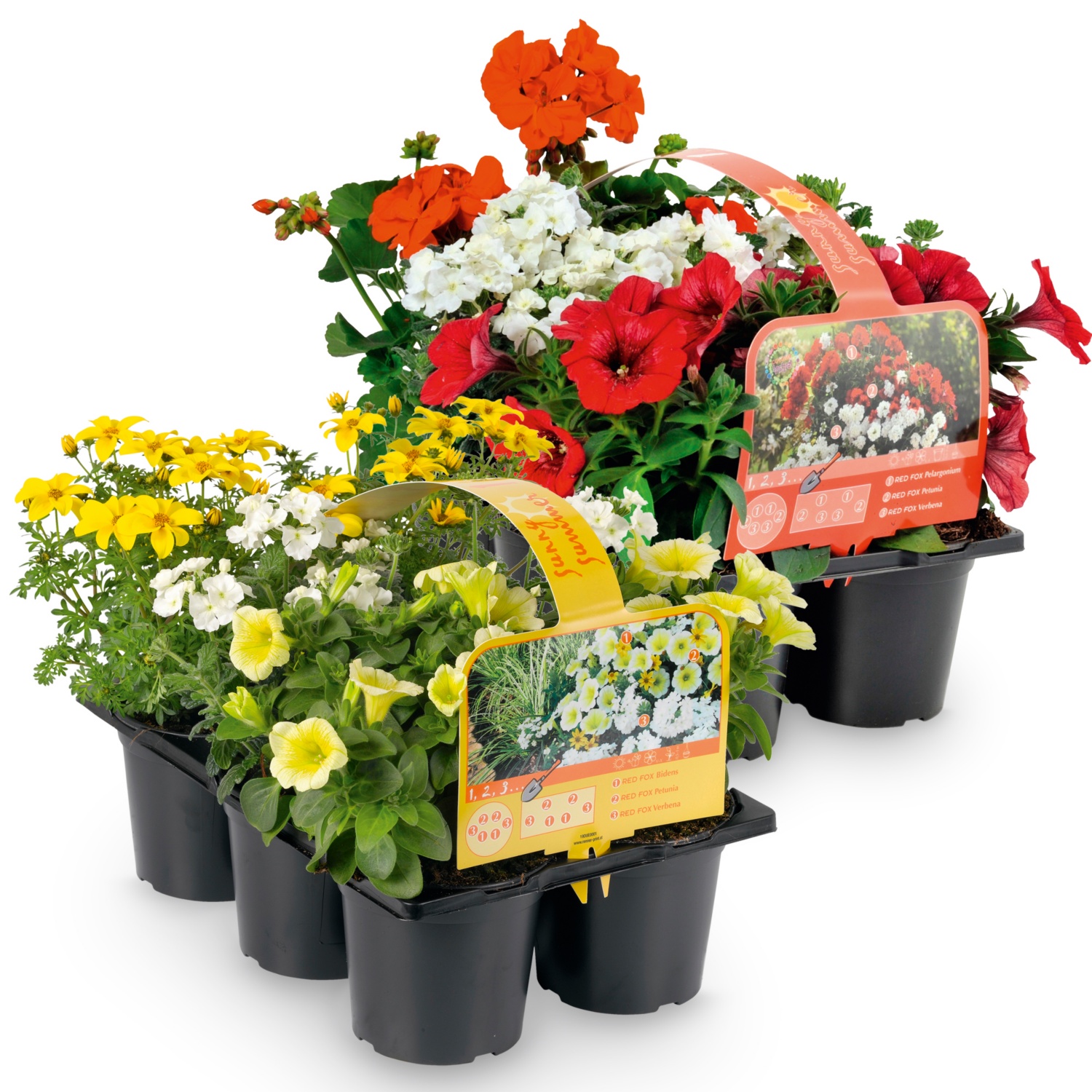 Balkonblumen „Sunny Summer“ | HOFER