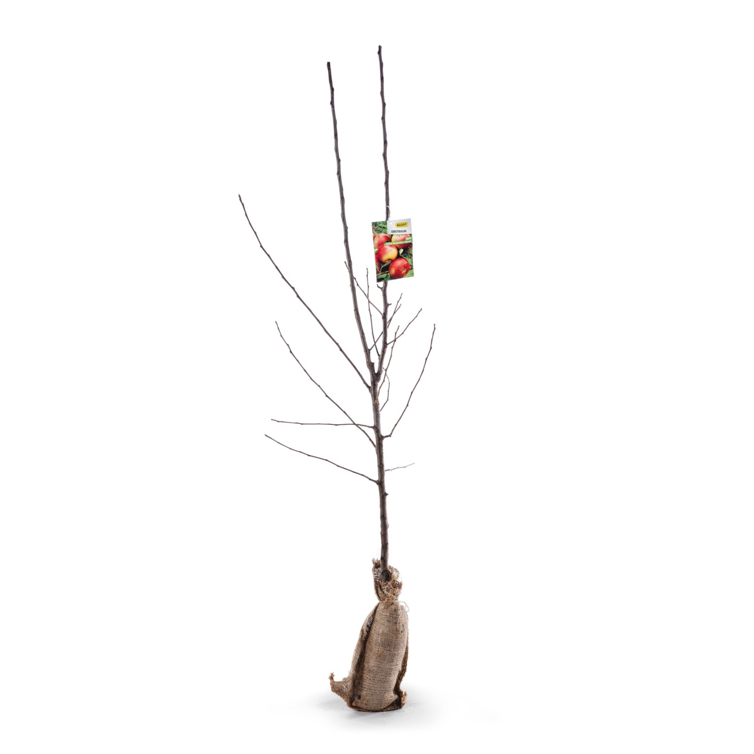 Obstbaum, Apfel Idared | ALDI SUISSE