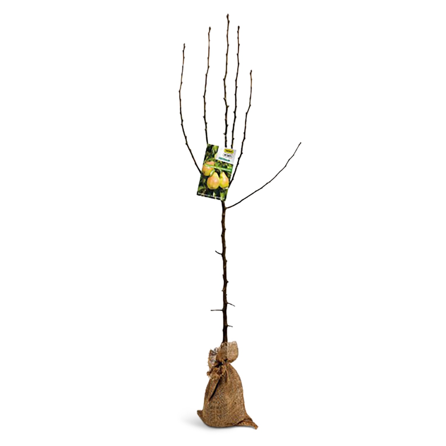 Obstbaum, Birne Conference | HOFER