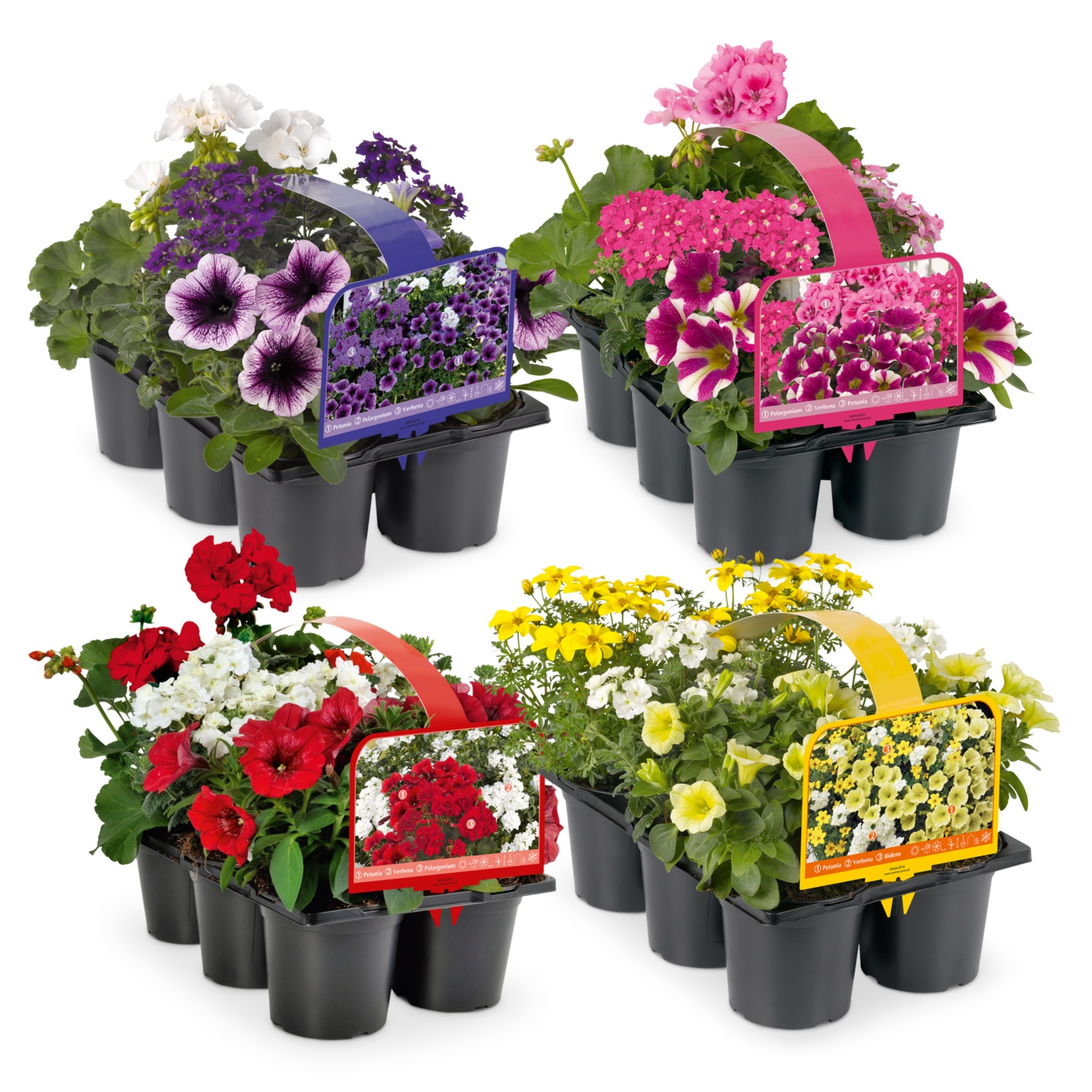 Balkonblumen „Sunny Summer“ | HOFER