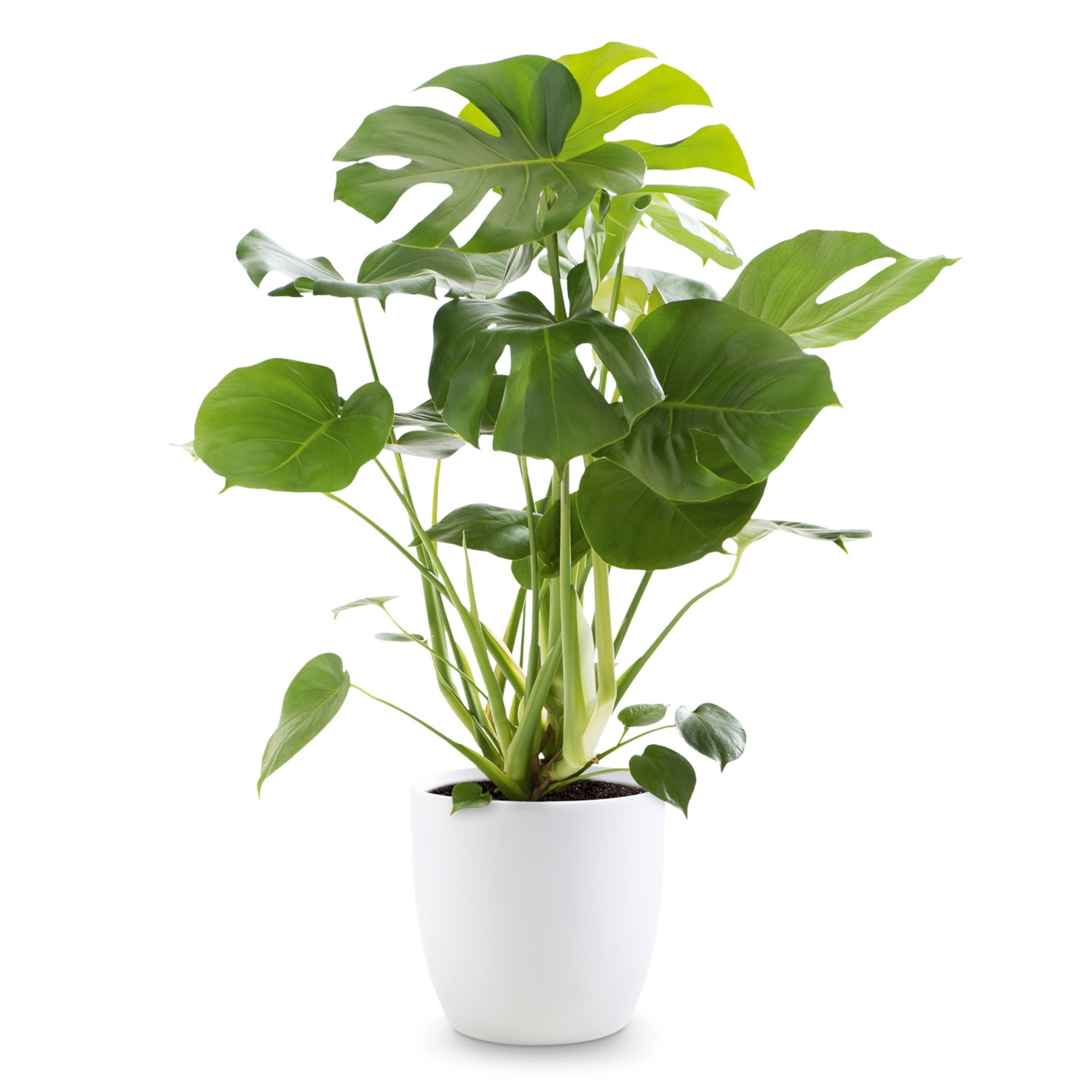 Grünpflanze, Monstera deliciosa Tauerii | HOFER