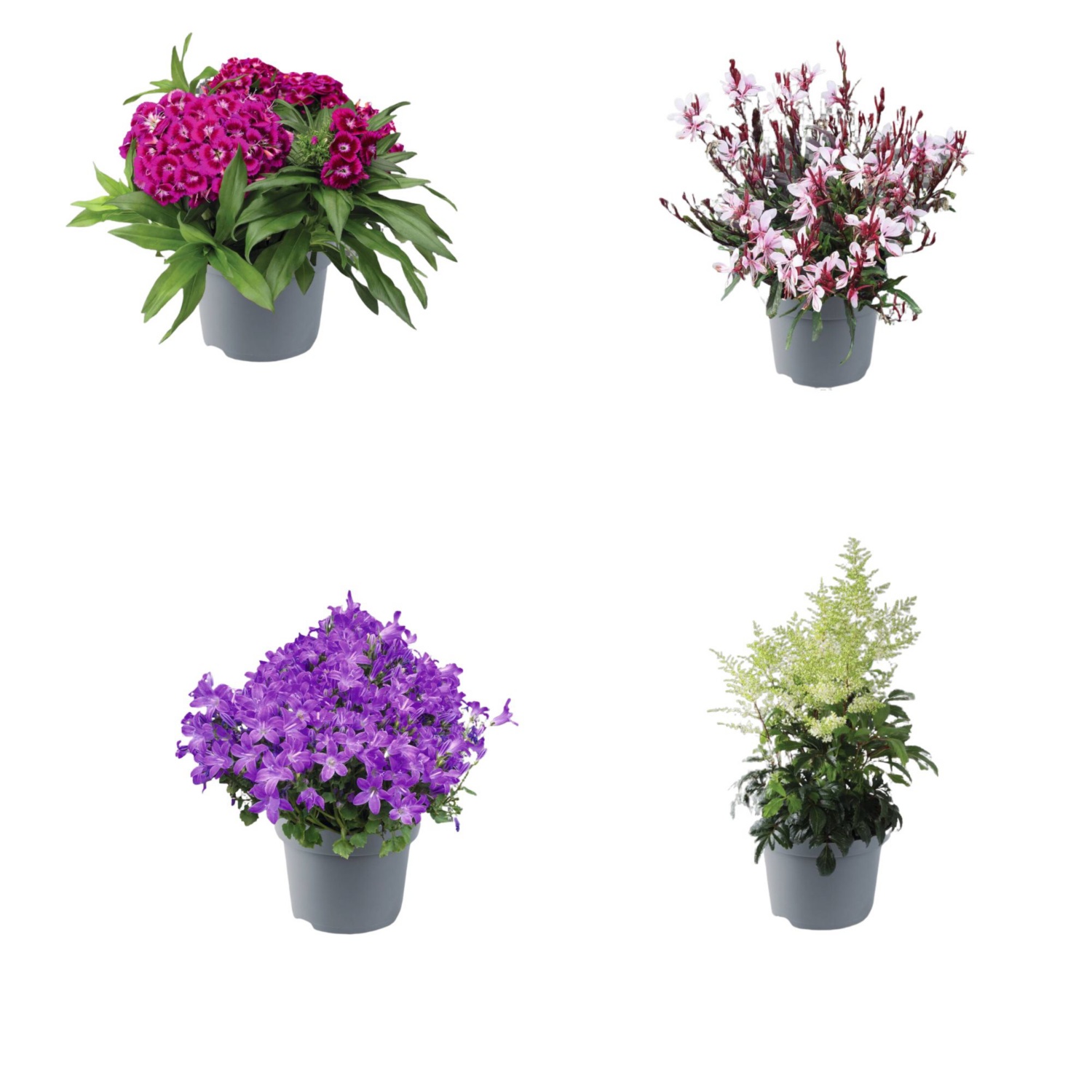 Cvetoča rastlina | HOFER