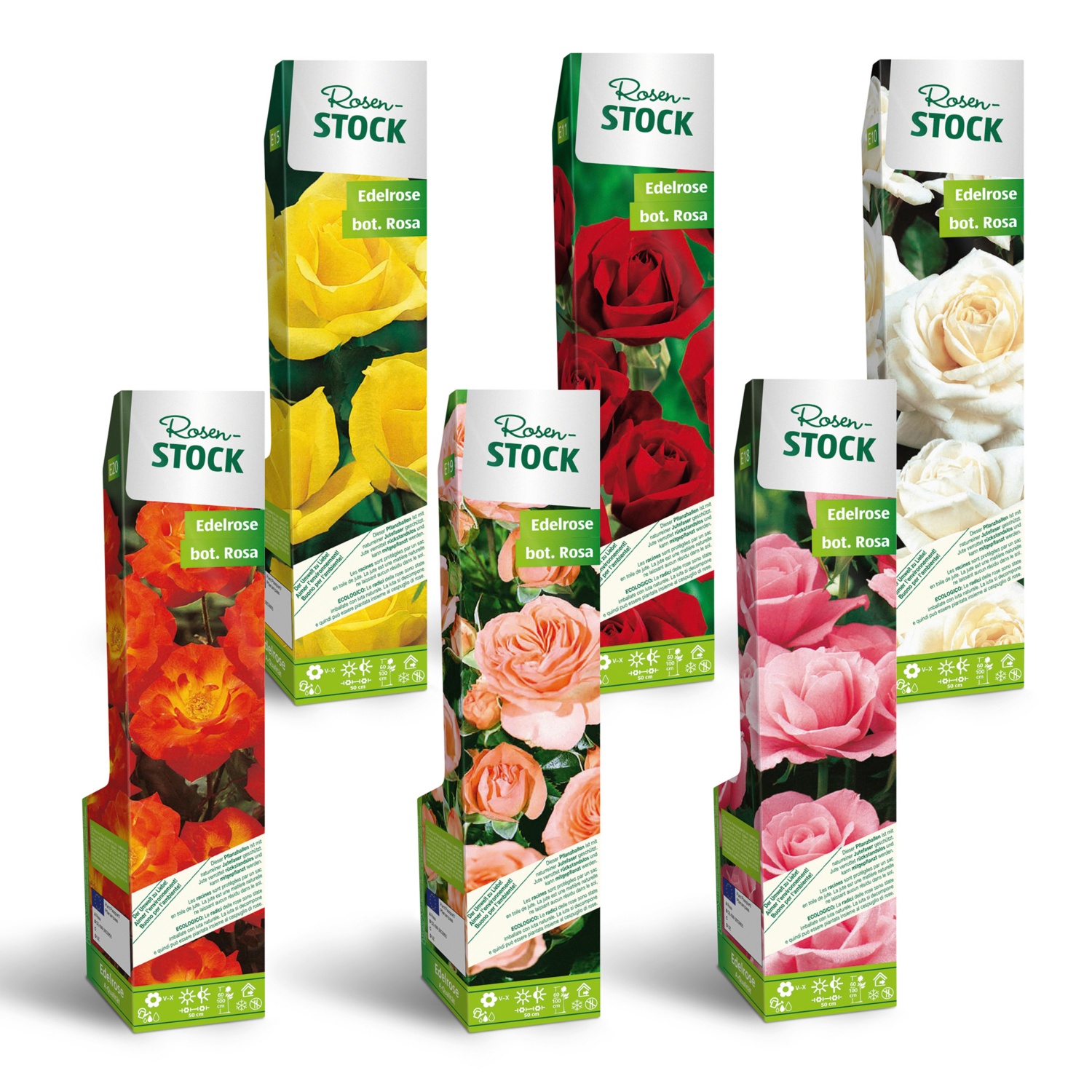 Rosenstock, Edelrosen | ALDI SUISSE