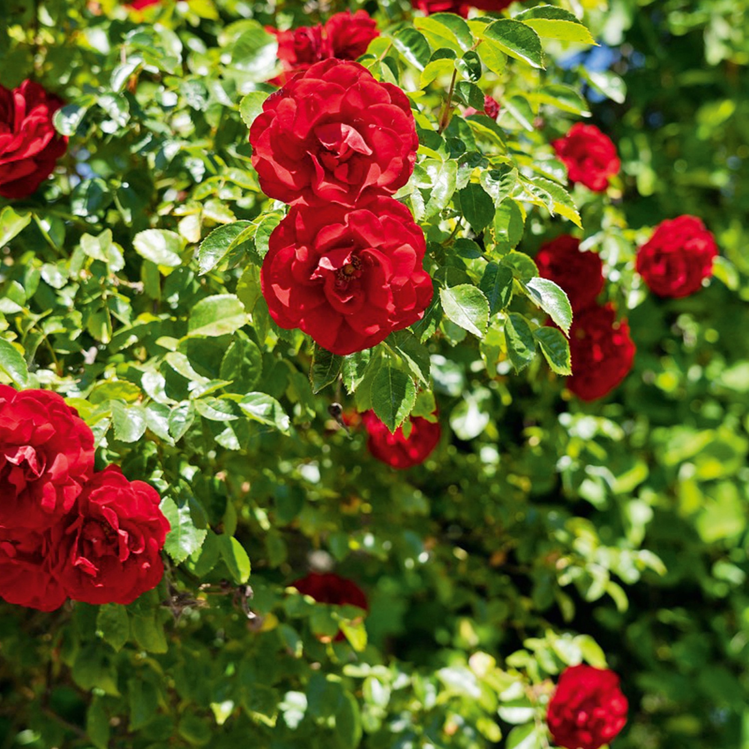 Rosenstock, Beet- und Bodendeckerrosen | ALDI SUISSE