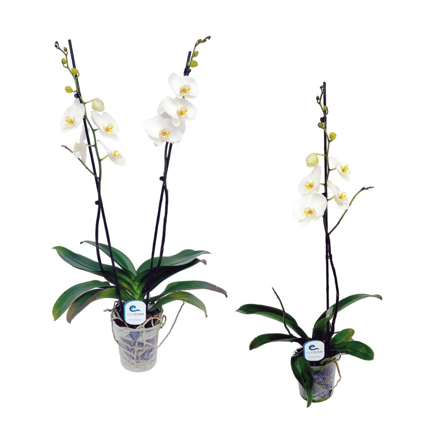 Slovenska orhideja | HOFER