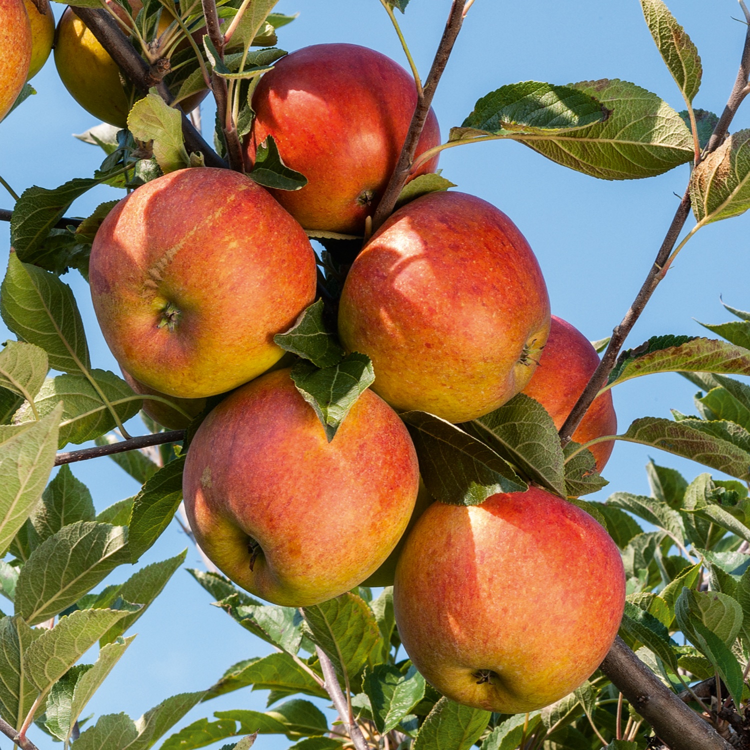 Obstbaum, Apfel Cox Orange Pippin | HOFER