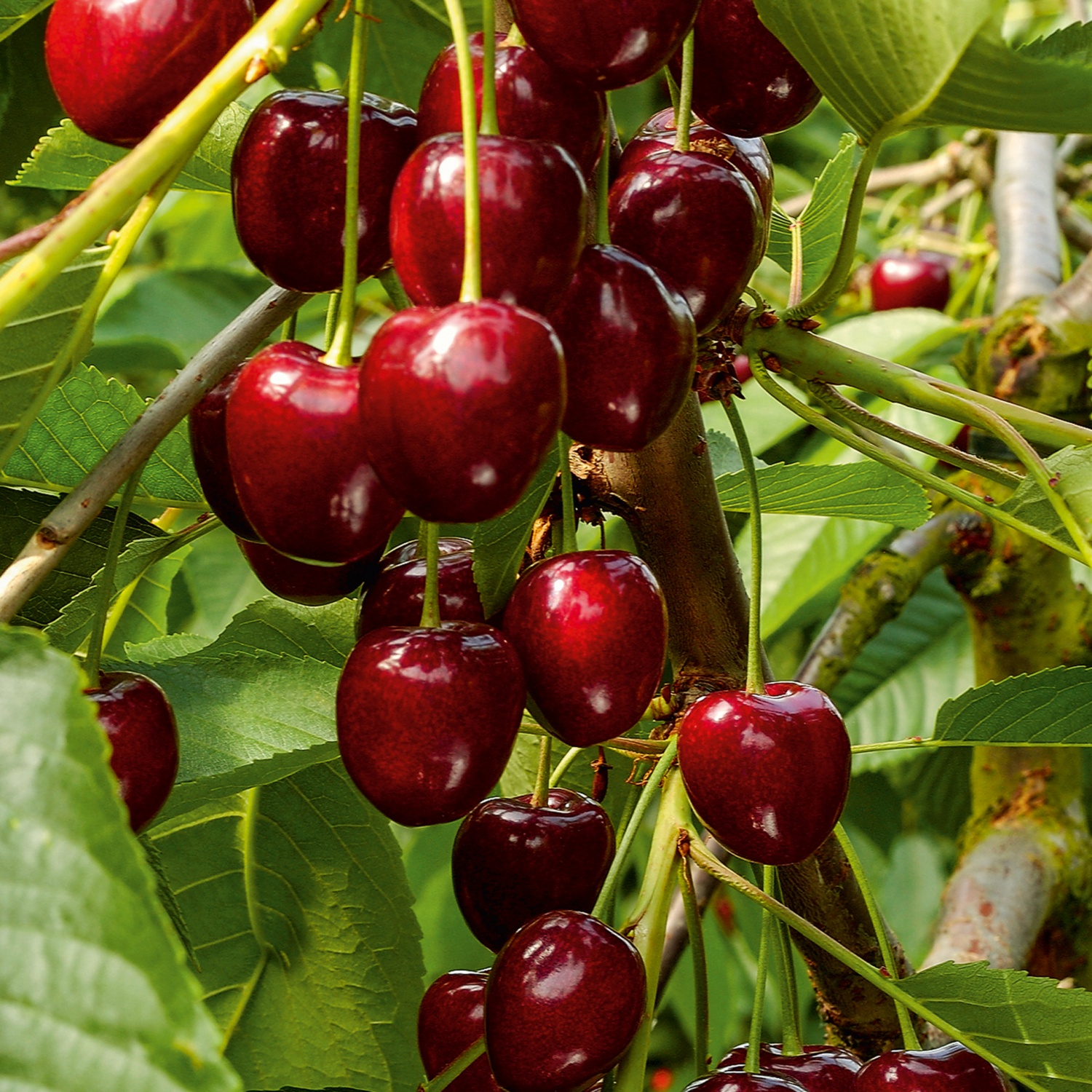 Obstbaum, Süßkirsche Kordia | HOFER