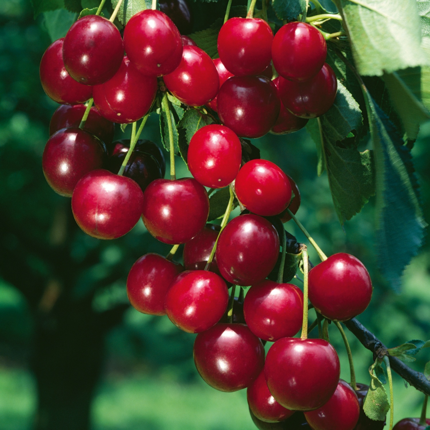 Obstbaum, Süßkirsche Regina | HOFER
