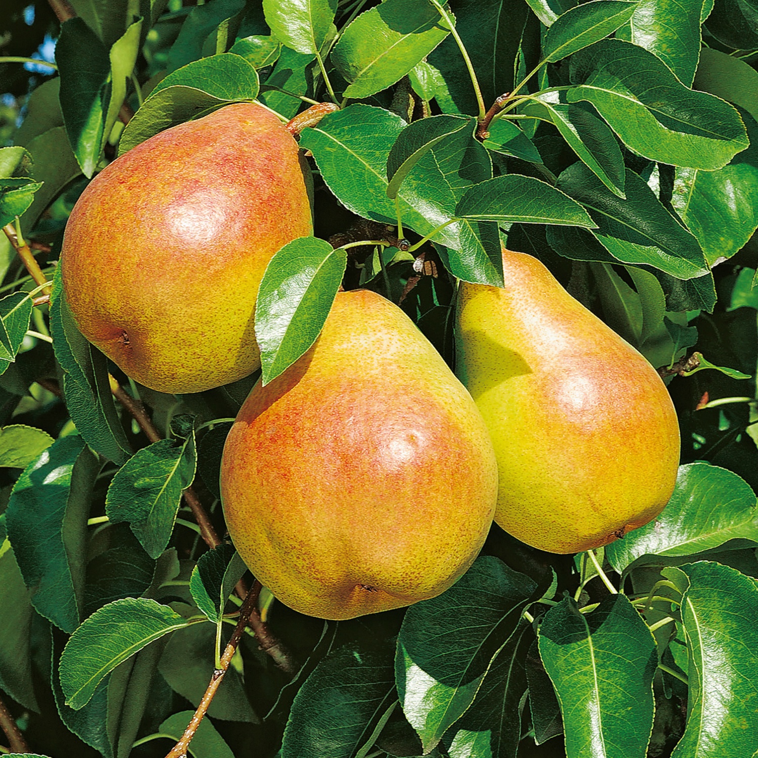 Obstbaum, Birne Doyenné | ALDI SUISSE
