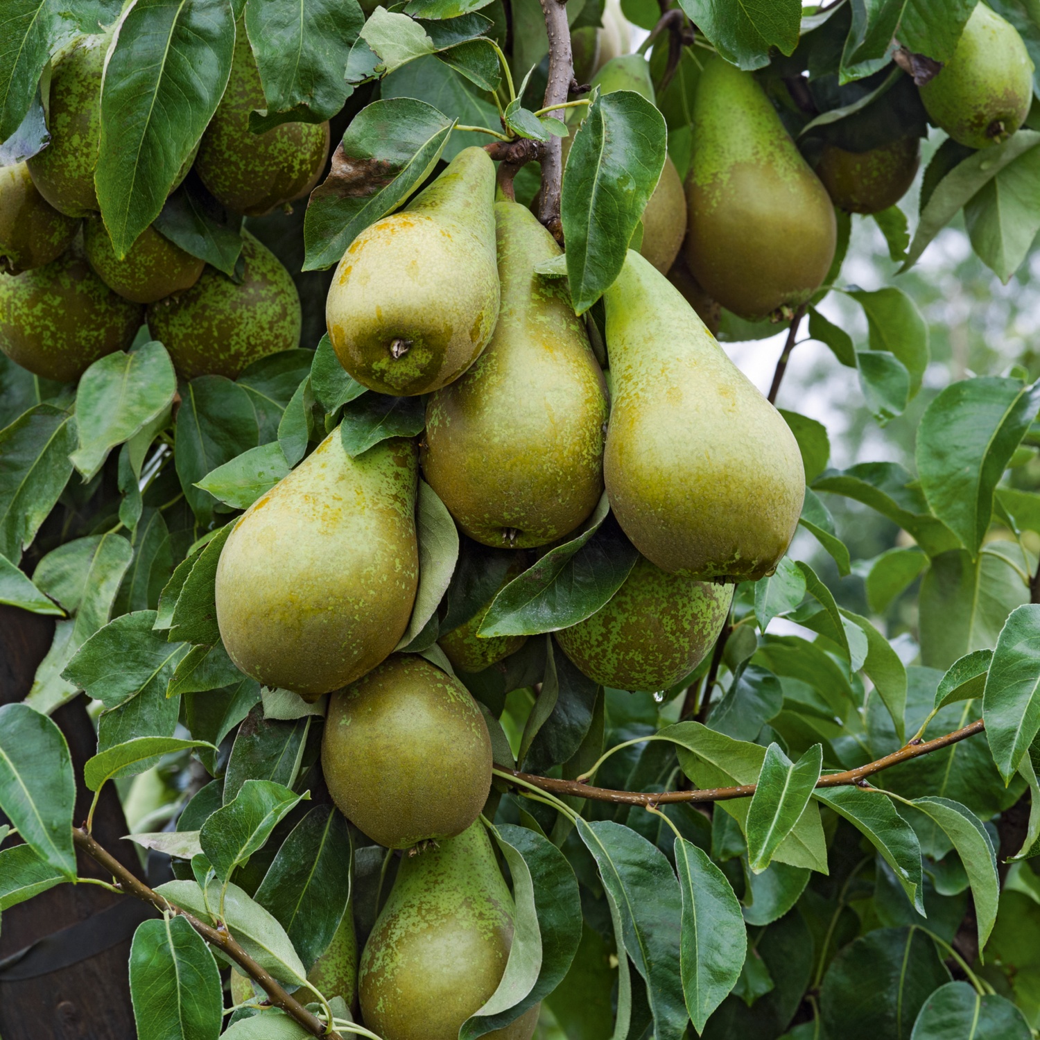 Obstbaum, Birne Conference | ALDI SUISSE