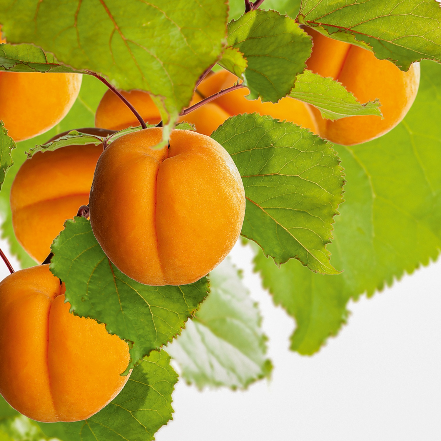 Obstbaum, Aprikose Harcot | HOFER